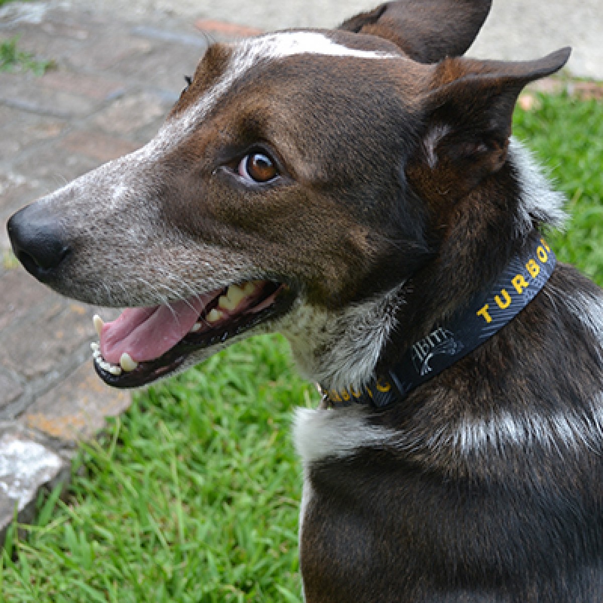 Turbodog Dog Collar | Abita Brewing Company