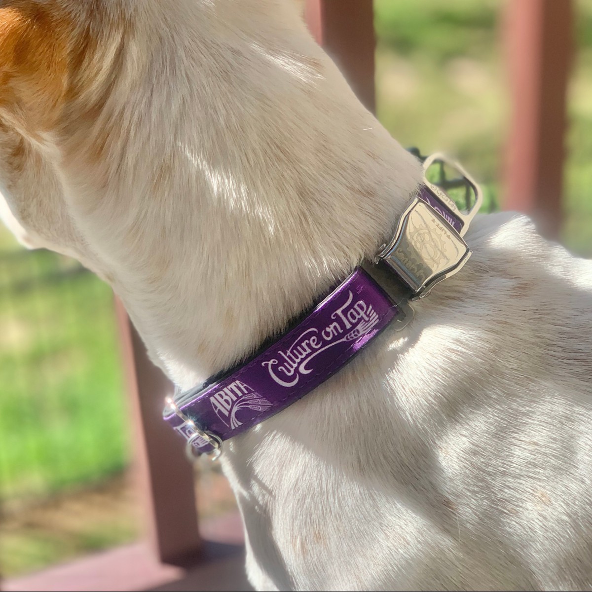 Purple Cycle Dog Collar | Abita Brewing Company